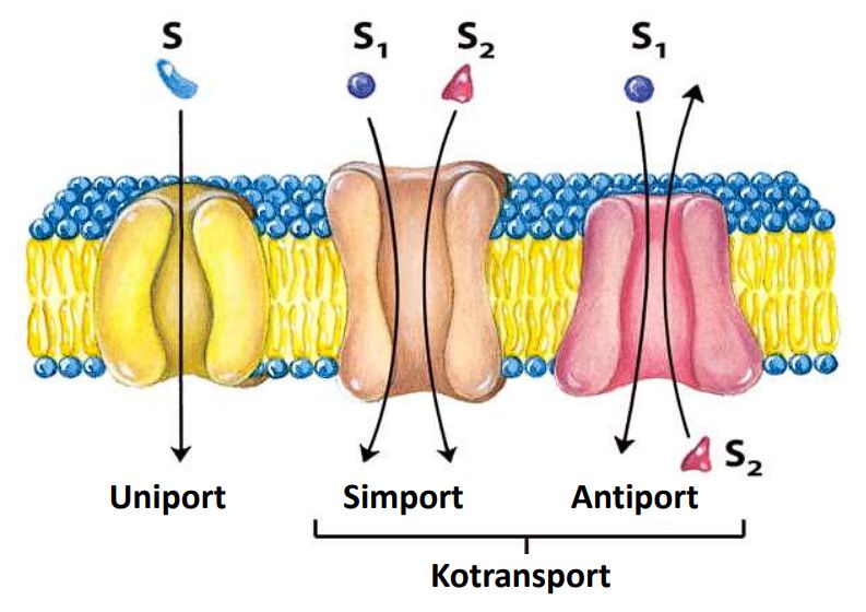 Kotransport